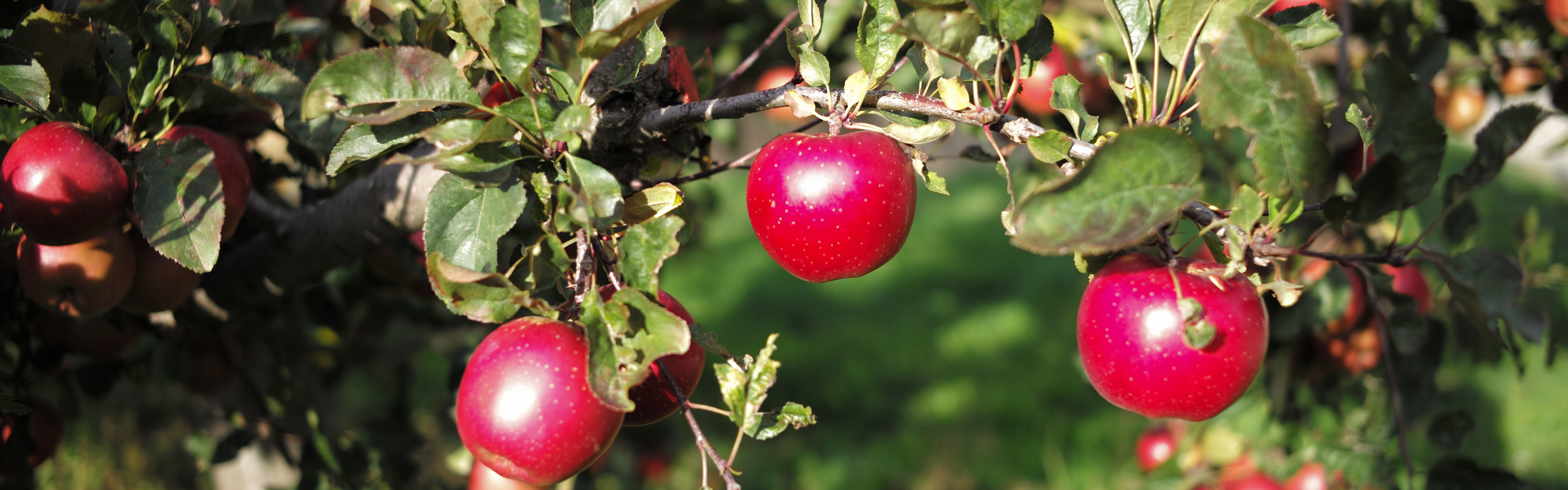 Growing a premium quality fresh produce business